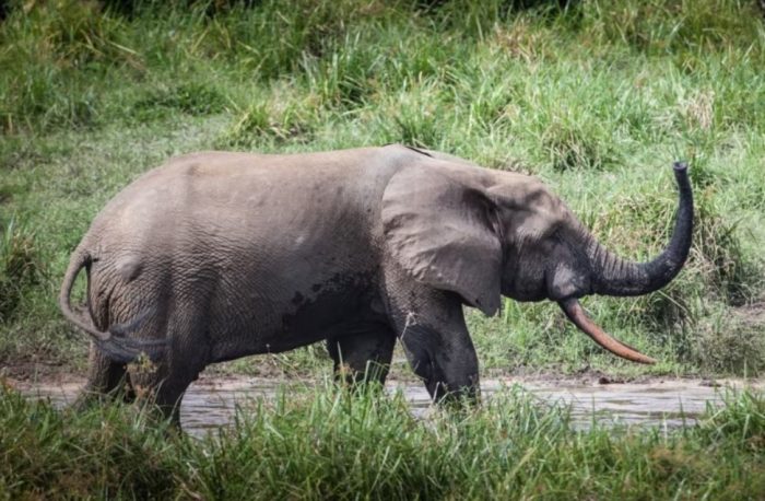 Legacy: hunting safari in Cameroon - Hunting Trips | Safaris | Montefeltro