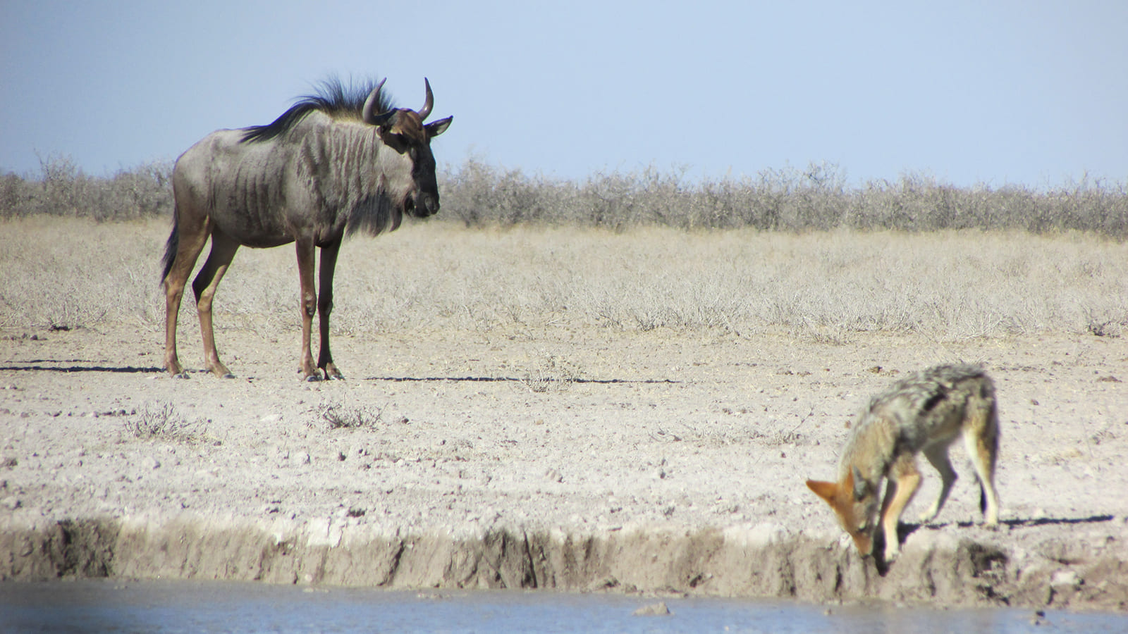 Botswana Hunting Trips | Safaris | Montefeltro
