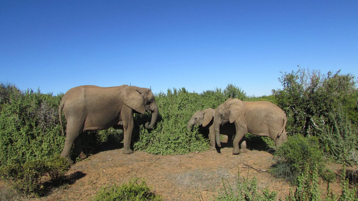 Hunting In Botswana | Montefeltro