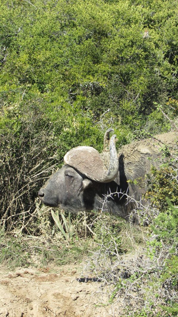 Hunting In Botswana | Montefeltro