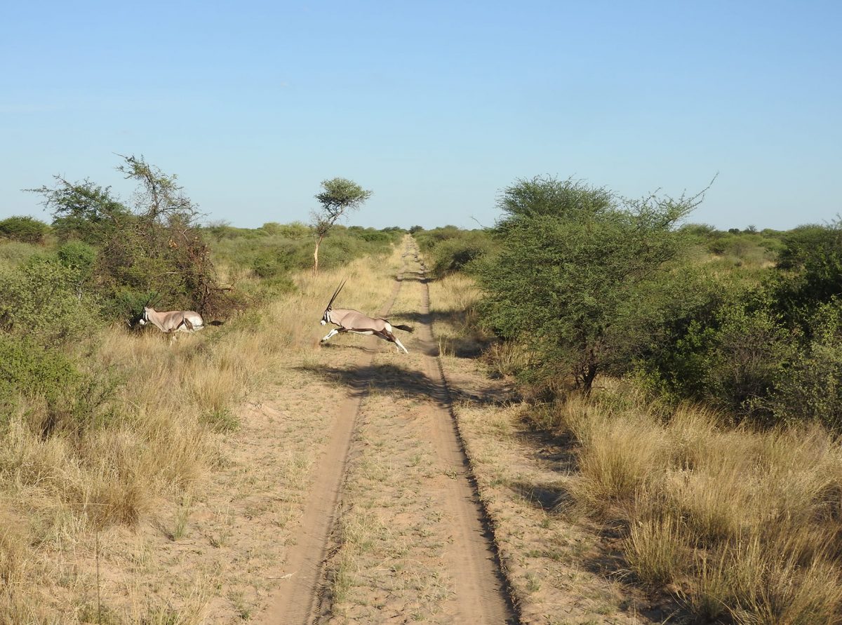 Hunting In Botswana | Montefeltro