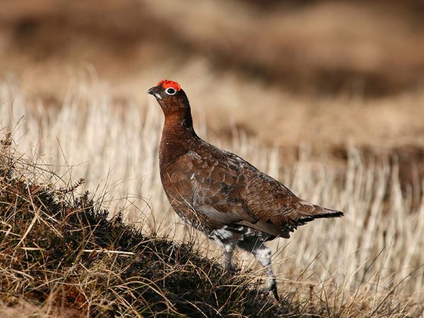 Red Grouse Hunting | Montefeltro