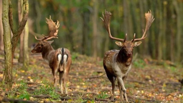 Hunting In Italy | Fallow Deer Hunting | Montefeltro