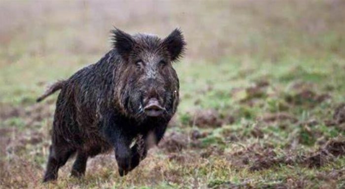 Wild boar hunting: the italian way - Hunting Trips | Safaris | Montefeltro
