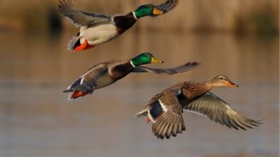 Duck Hunting In Italy | Waterfowl Hunting In The Po Valley & Venetian ...