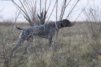 History Of Red Grouse Hunting In England | Montefeltro