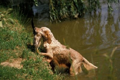 Hunting In Italy (2026 Guide): Seasons, Licenses & Luxury Trips ...