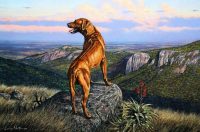 The Lion Hunting Dog | Rhodesian Ridgeback | Montefeltro