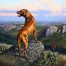The Lion Hunting Dog | Rhodesian Ridgeback | Montefeltro