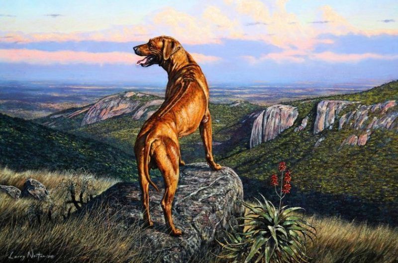 The Lion Hunting Dog | Rhodesian Ridgeback | Montefeltro