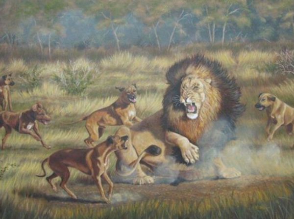 The Lion Hunting Dog | Rhodesian Ridgeback | Montefeltro