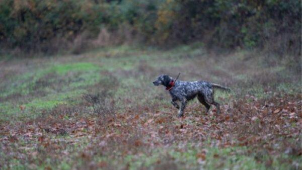 Hunting In Italian Reserves Of Montefeltro | Montefeltro