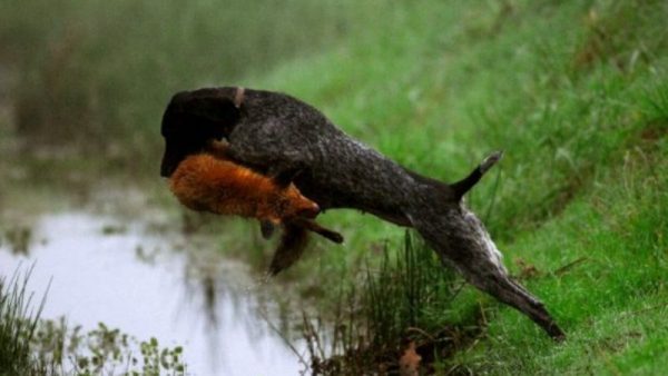 Hunting Dogs | Kurzhaar And Drahthaar | Montefeltro