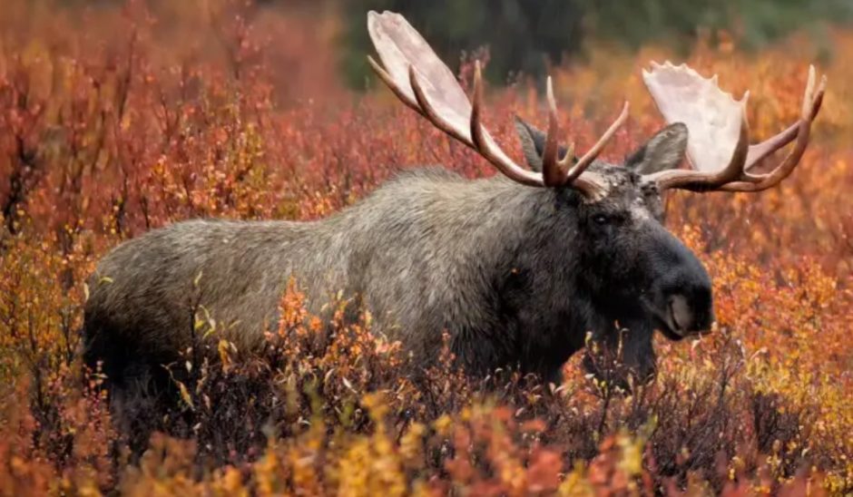 Duck Hunting In Italy | Waterfowl Hunt | Montefeltro