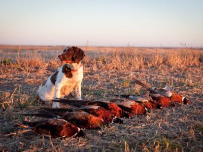 Hunting In Italy | The Ultimate Guide | Montefeltro