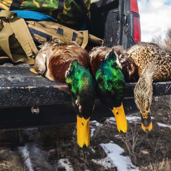 Duck Hunting In Italy | Waterfowl Hunt | Montefeltro