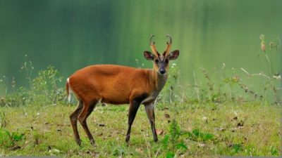 Muntjac Hunting In The UK | Barking Deer | Montefeltro