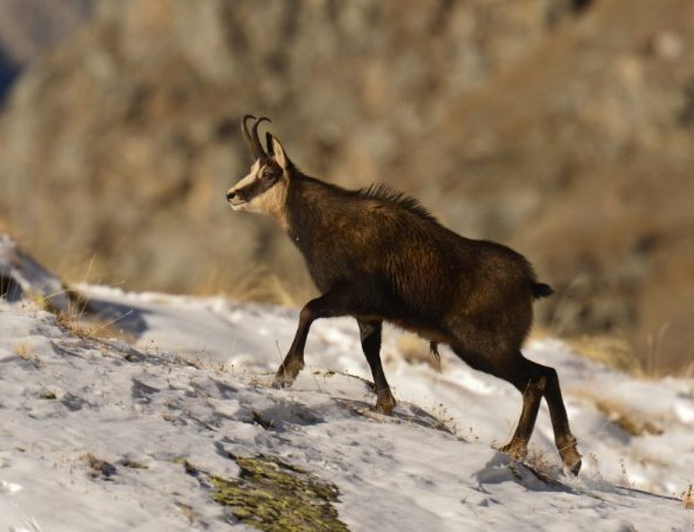 Hunting In Italy | The Ultimate Guide | Montefeltro