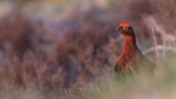 Grouse Hunting| England | Scotland | Montefeltro
