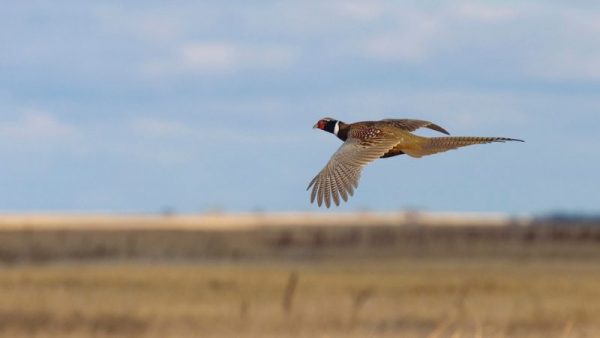 Pheasant Hunting | From Its Origins In China | Montefeltro